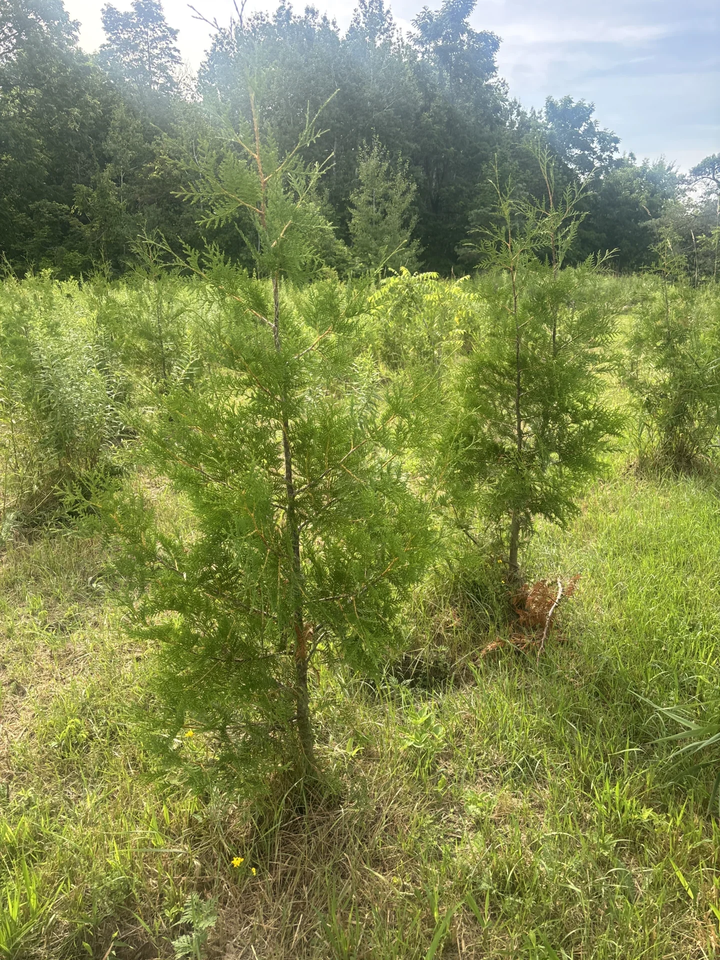Why Spring and Fall Are the Best Times to Transplant White Cedars in ...